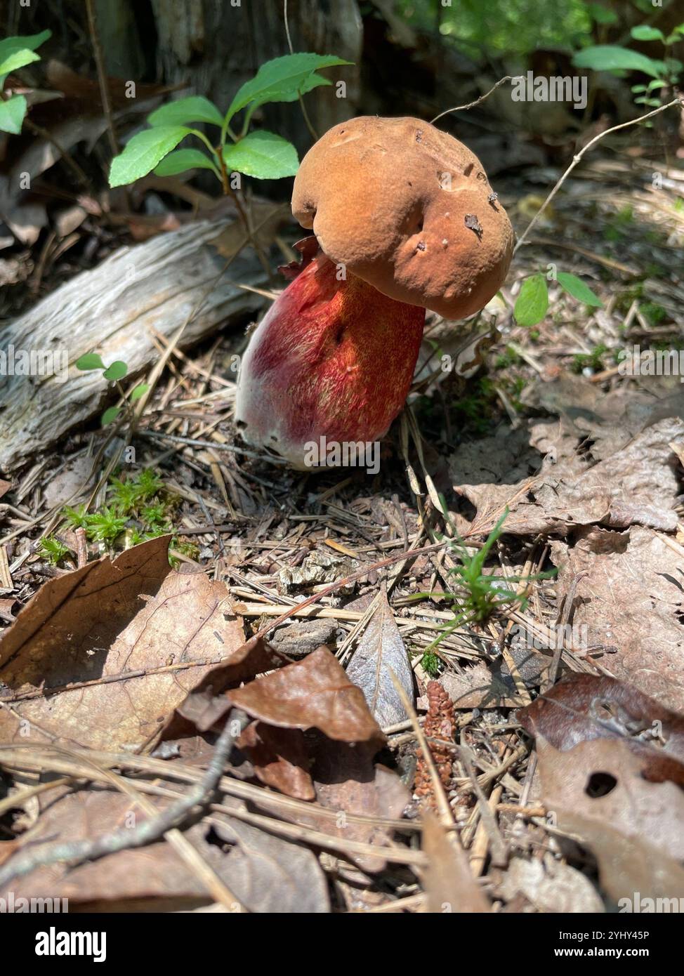 Dotted Stem Bolete (Neoboletus erythropus Stock Photo - Alamy