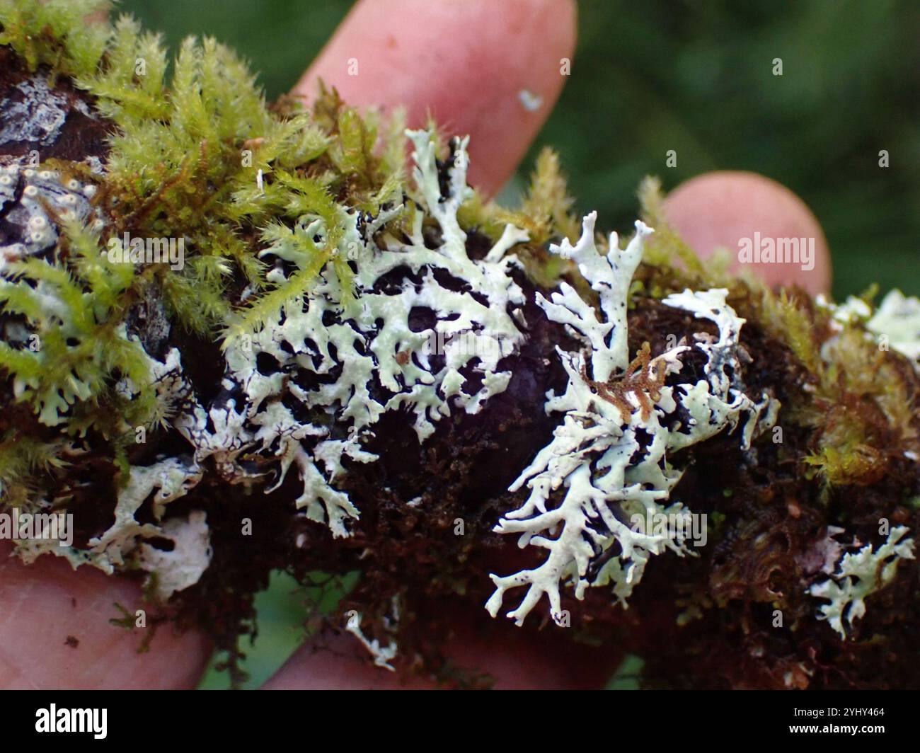 common lichens (Lecanoromycetes Stock Photo - Alamy