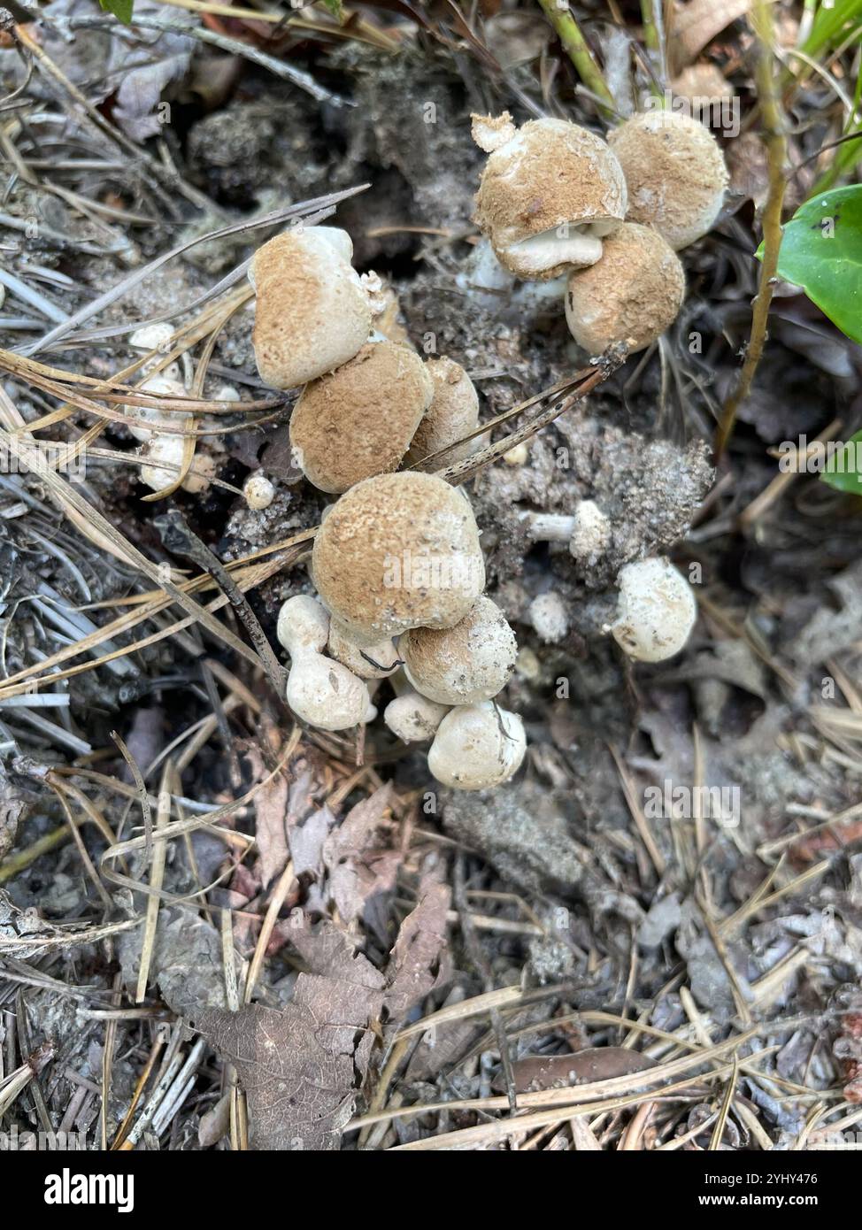 Powder Cap (Asterophora lycoperdoides Stock Photo - Alamy