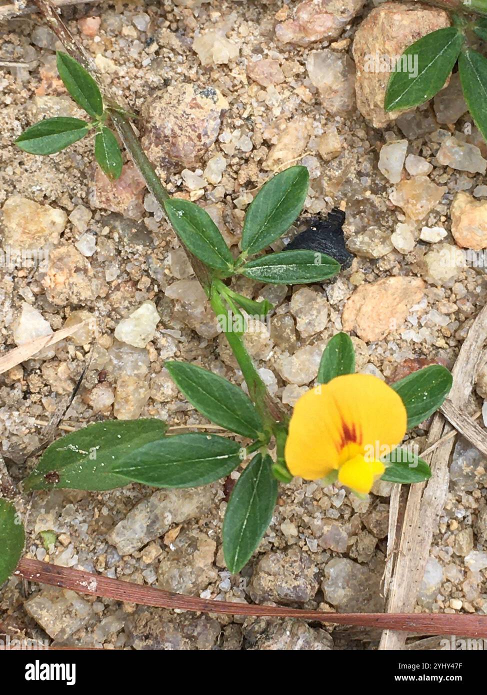 sidebeak pencilflower (Stylosanthes biflora Stock Photo - Alamy