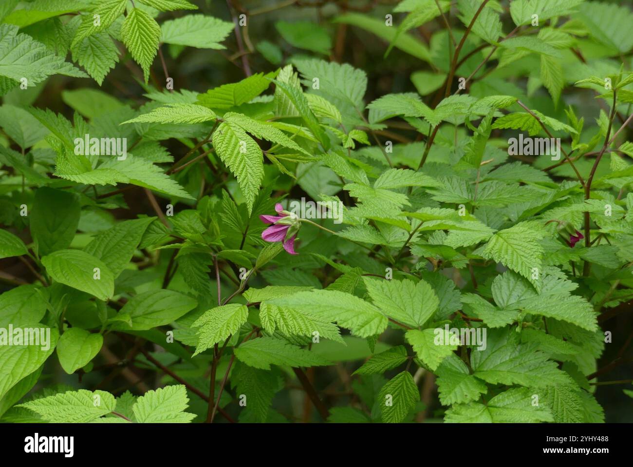 Salmonberry (Rubus spectabilis Stock Photo - Alamy