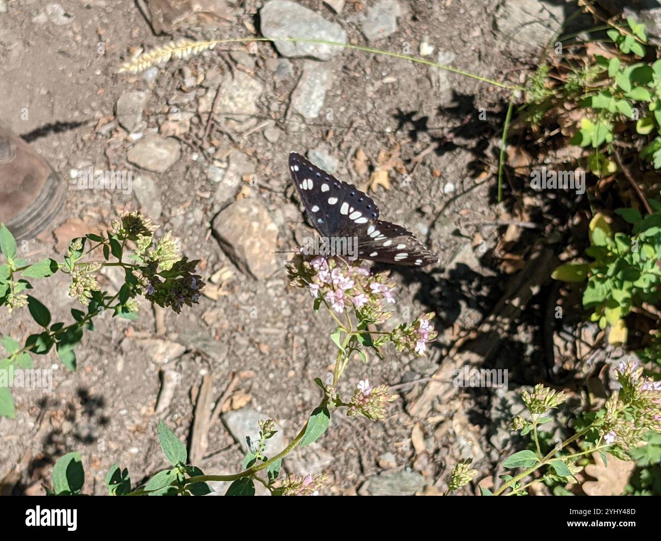 Southern White Admiral (Limenitis reducta Stock Photo - Alamy