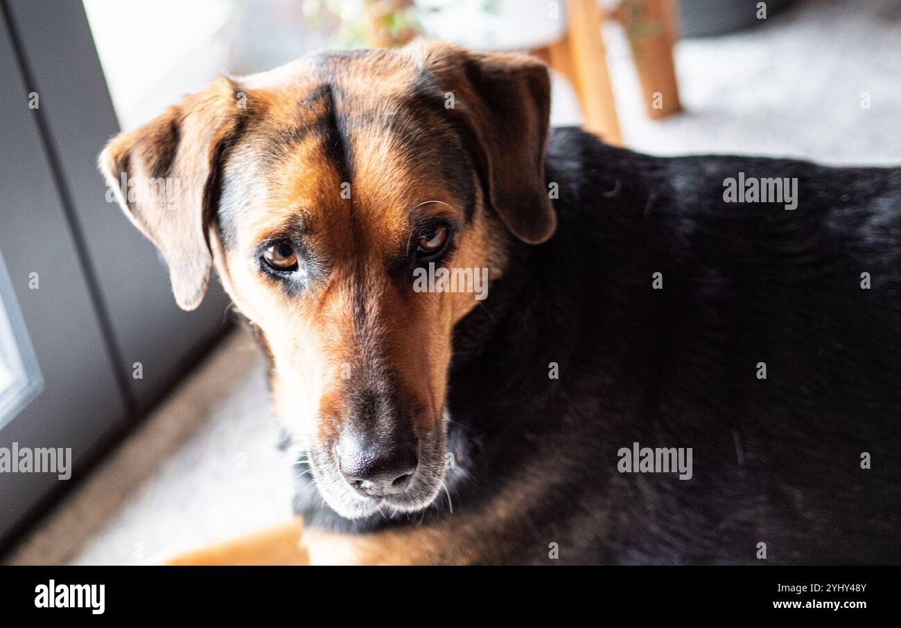 Huntaway dog face close up portrait cute New Zealand breed Stock Photo ...