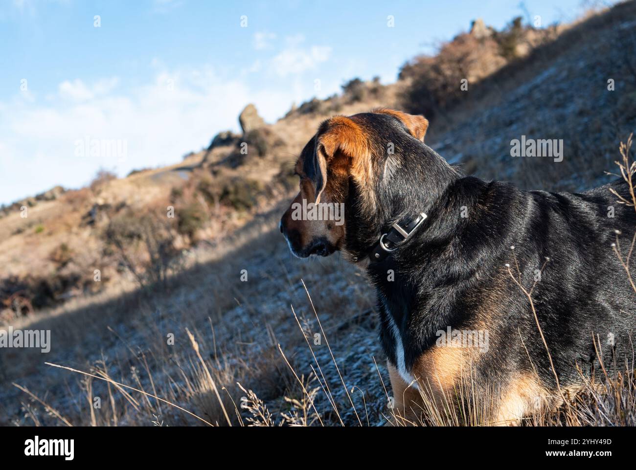 Huntaway dog face close up portrait cute New Zealand breed Stock Photo ...