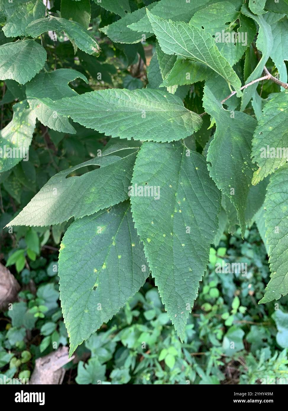 common hackberry (Celtis occidentalis Stock Photo - Alamy