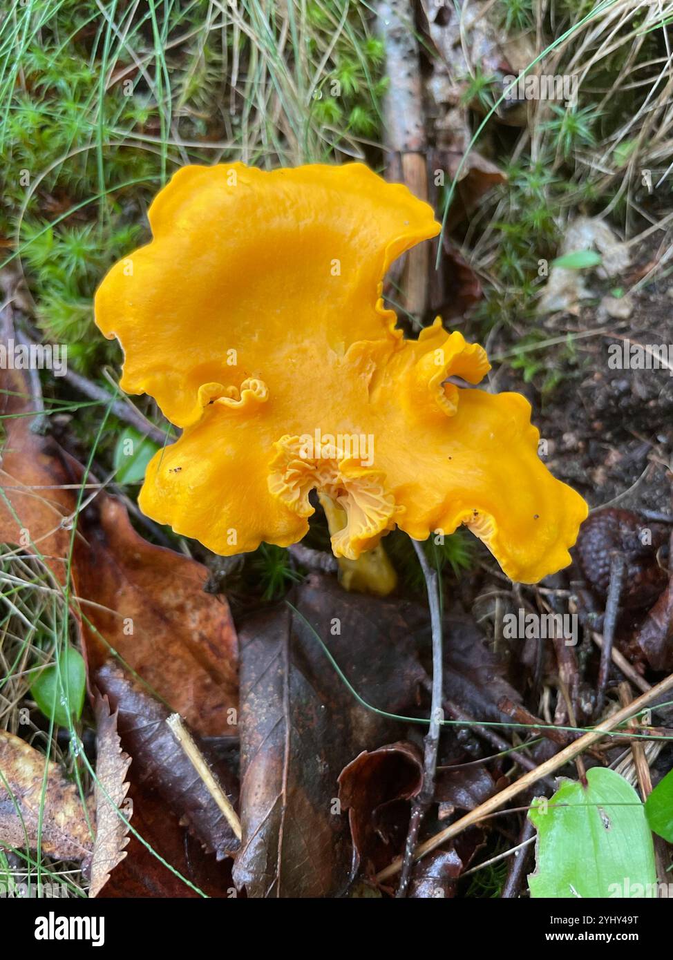 flame trumpet (Craterellus ignicolor Stock Photo - Alamy