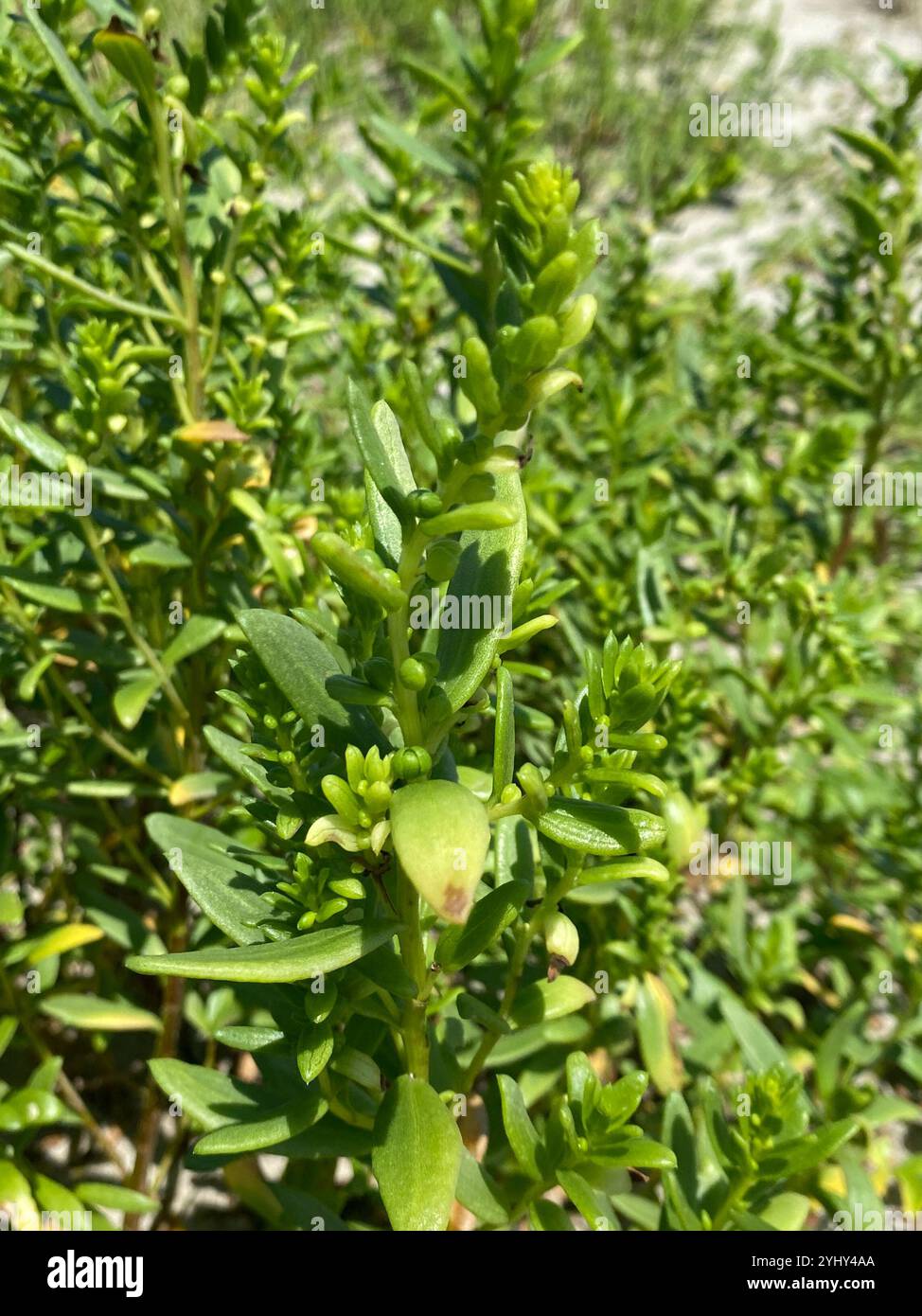 Dune Marsh-elder (Iva imbricata Stock Photo - Alamy