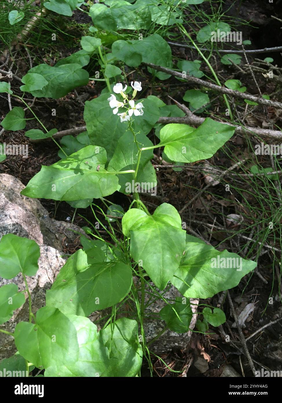 heartleaf bittercress (Cardamine cordifolia Stock Photo - Alamy
