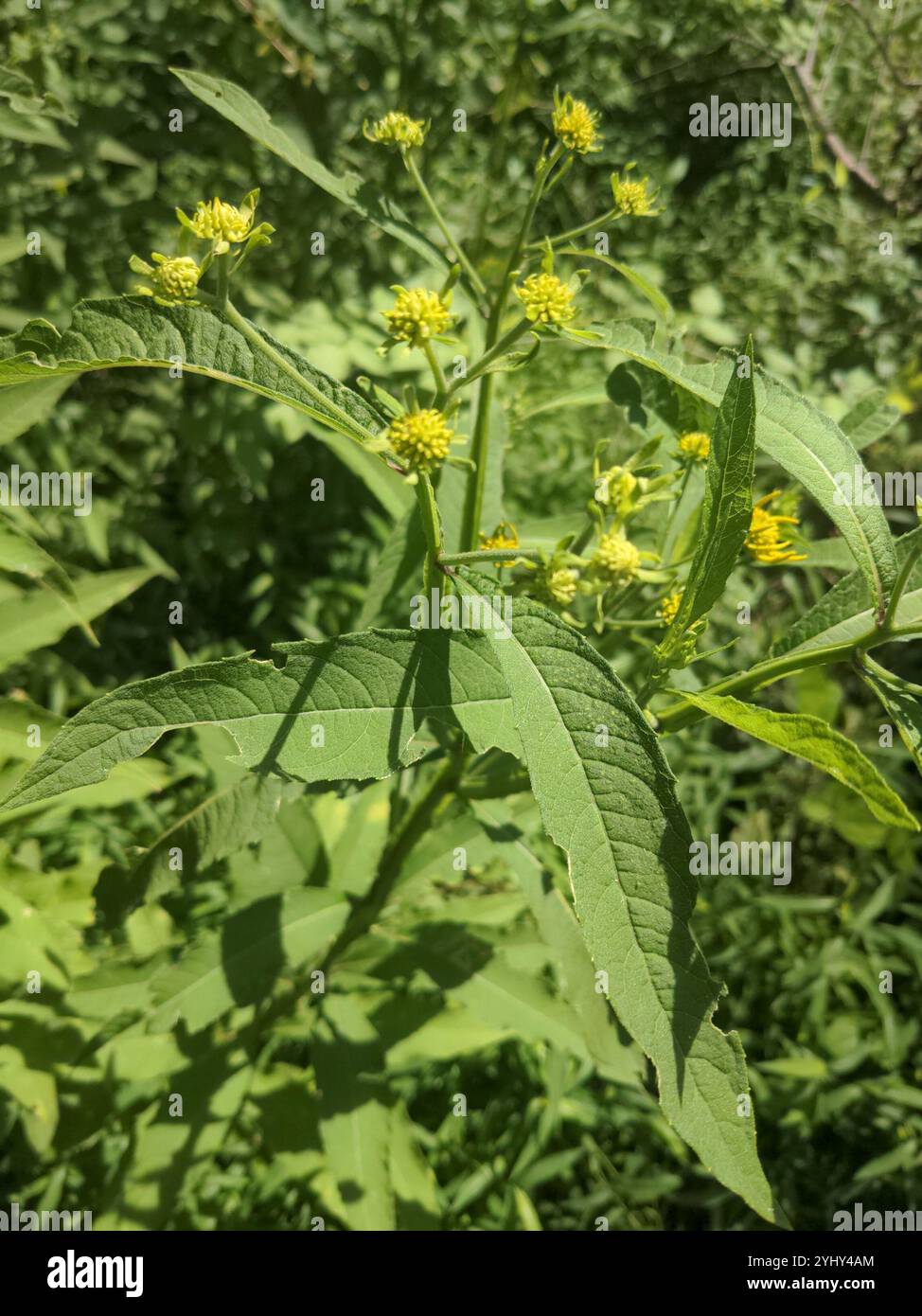 Wingstem (Verbesina alternifolia Stock Photo - Alamy