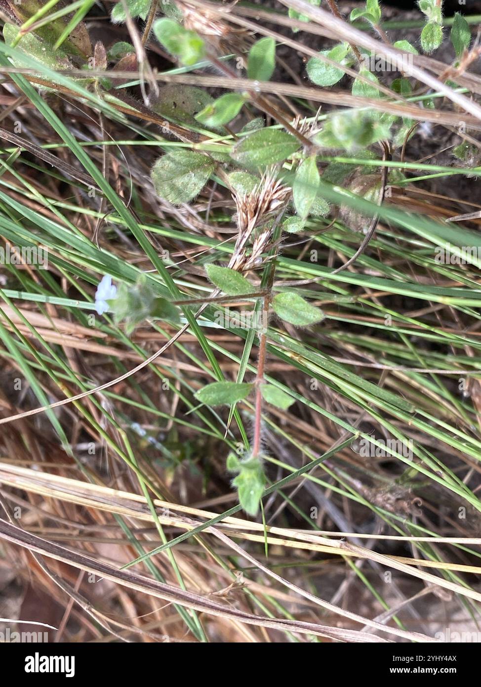 Nelsonia canescens hi-res stock photography and images - Alamy