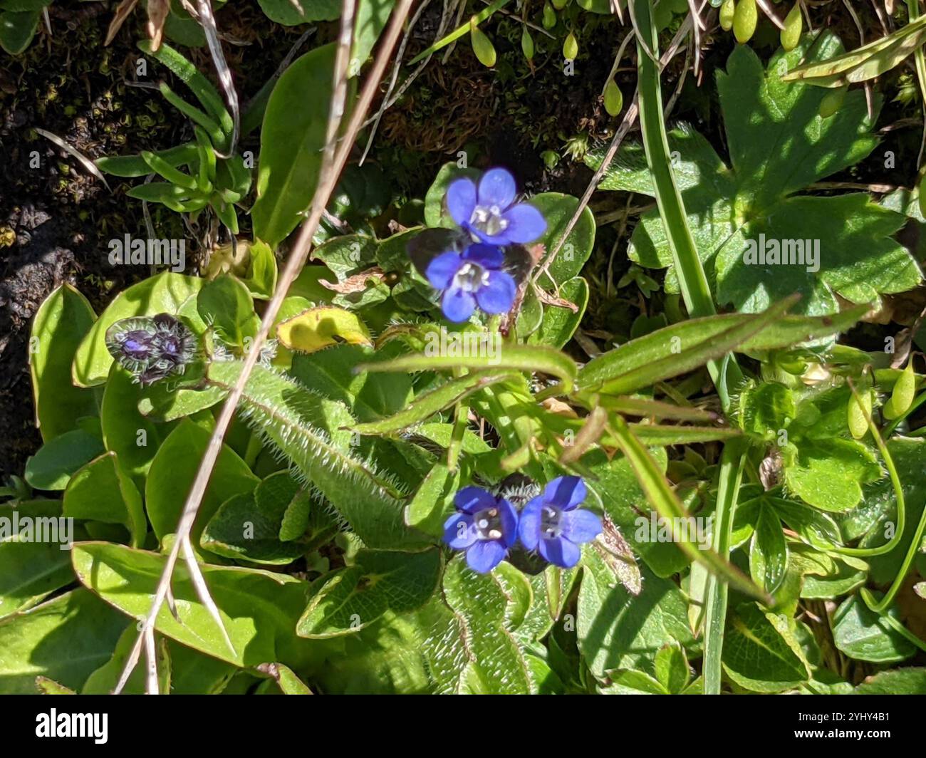 Alpine speedwell veronica alpina hi-res stock photography and images ...