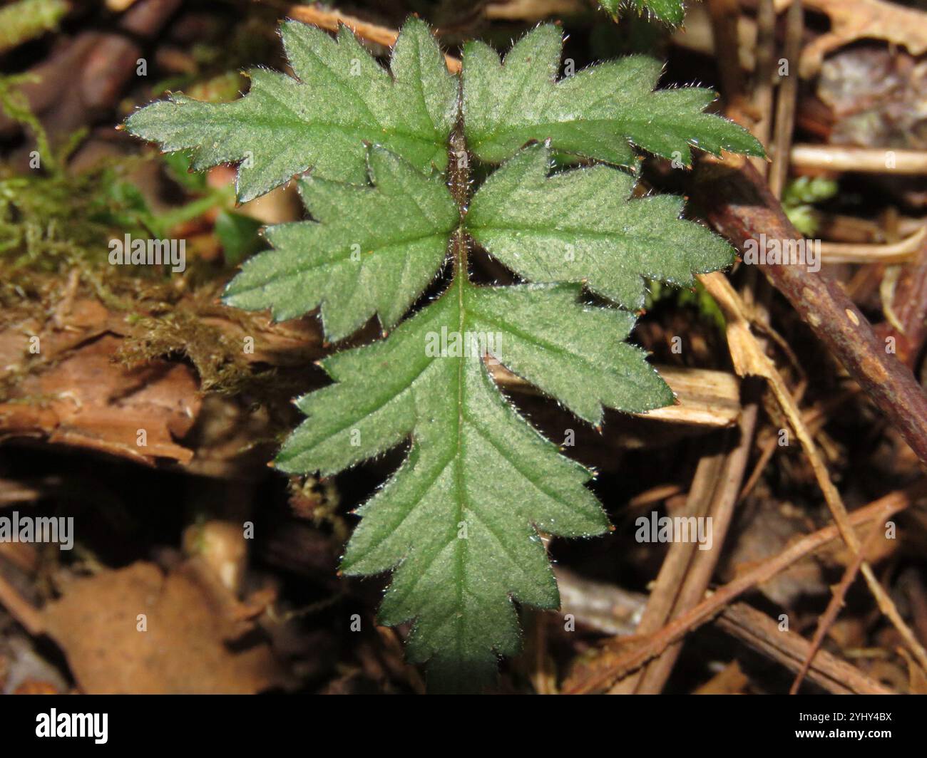 Rubus laciniatus hi-res stock photography and images - Alamy