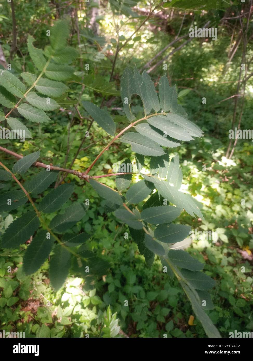 Sorbus decora hi-res stock photography and images - Alamy