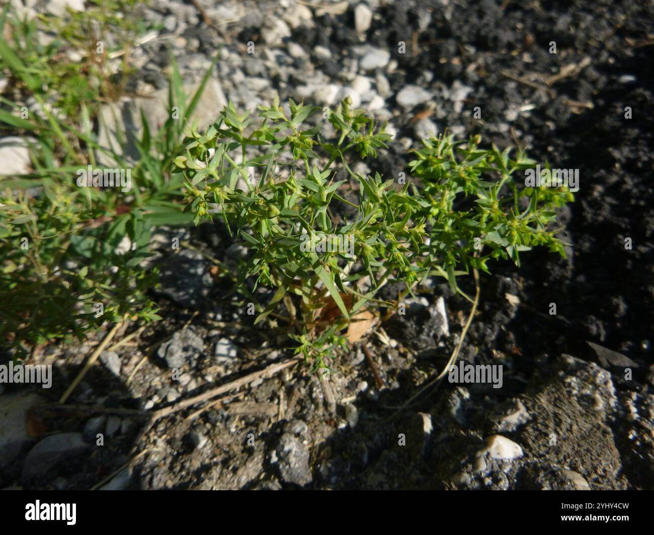 Dwarf Spurge (Euphorbia exigua Stock Photo - Alamy