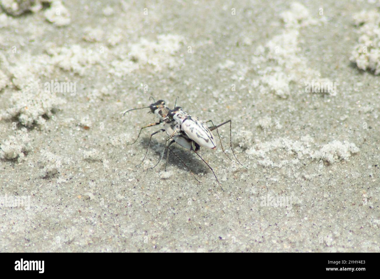Eastern Beach Tiger Beetle (Habroscelimorpha dorsalis Stock Photo - Alamy