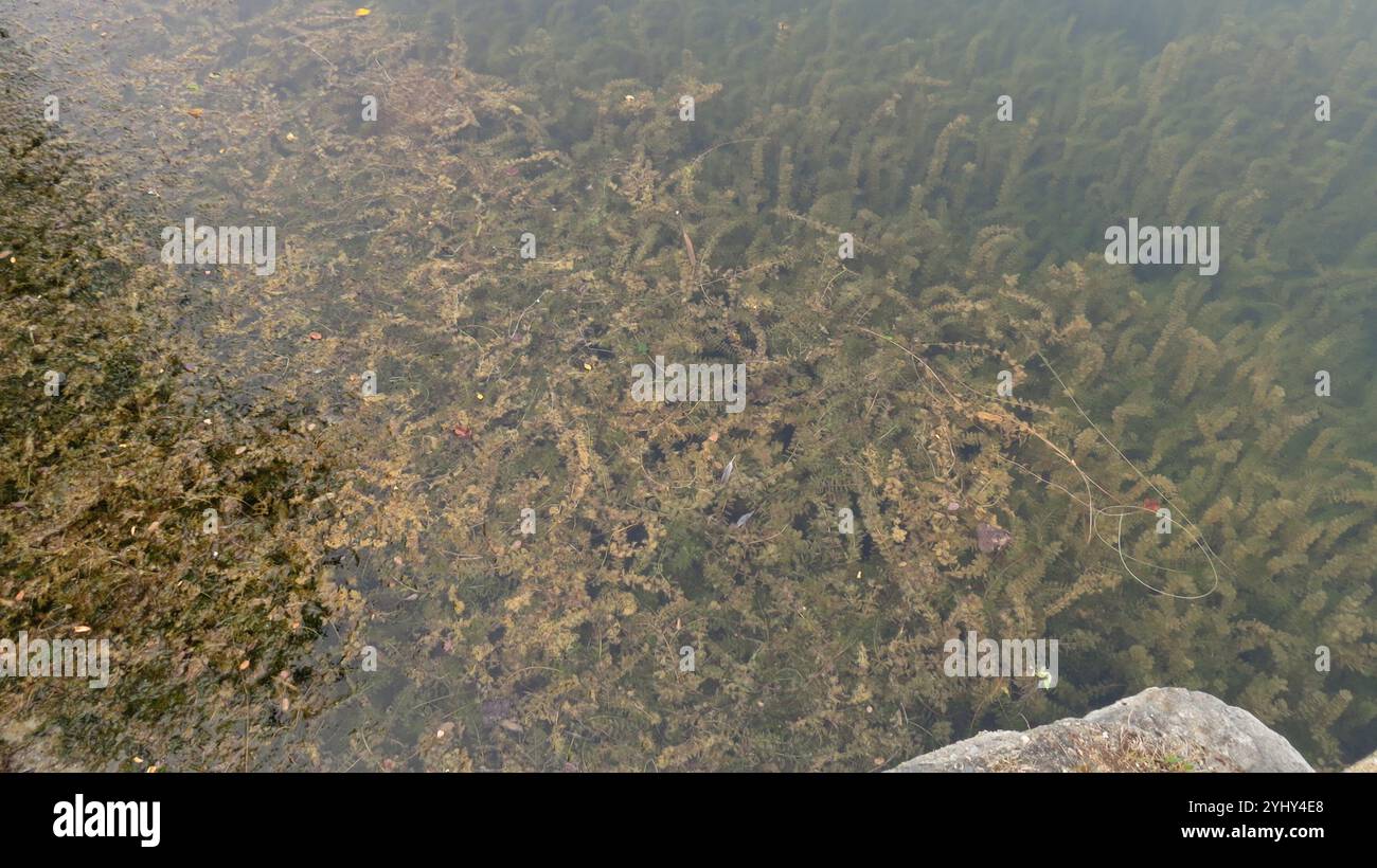 Eurasian water-milfoil (Myriophyllum spicatum Stock Photo - Alamy