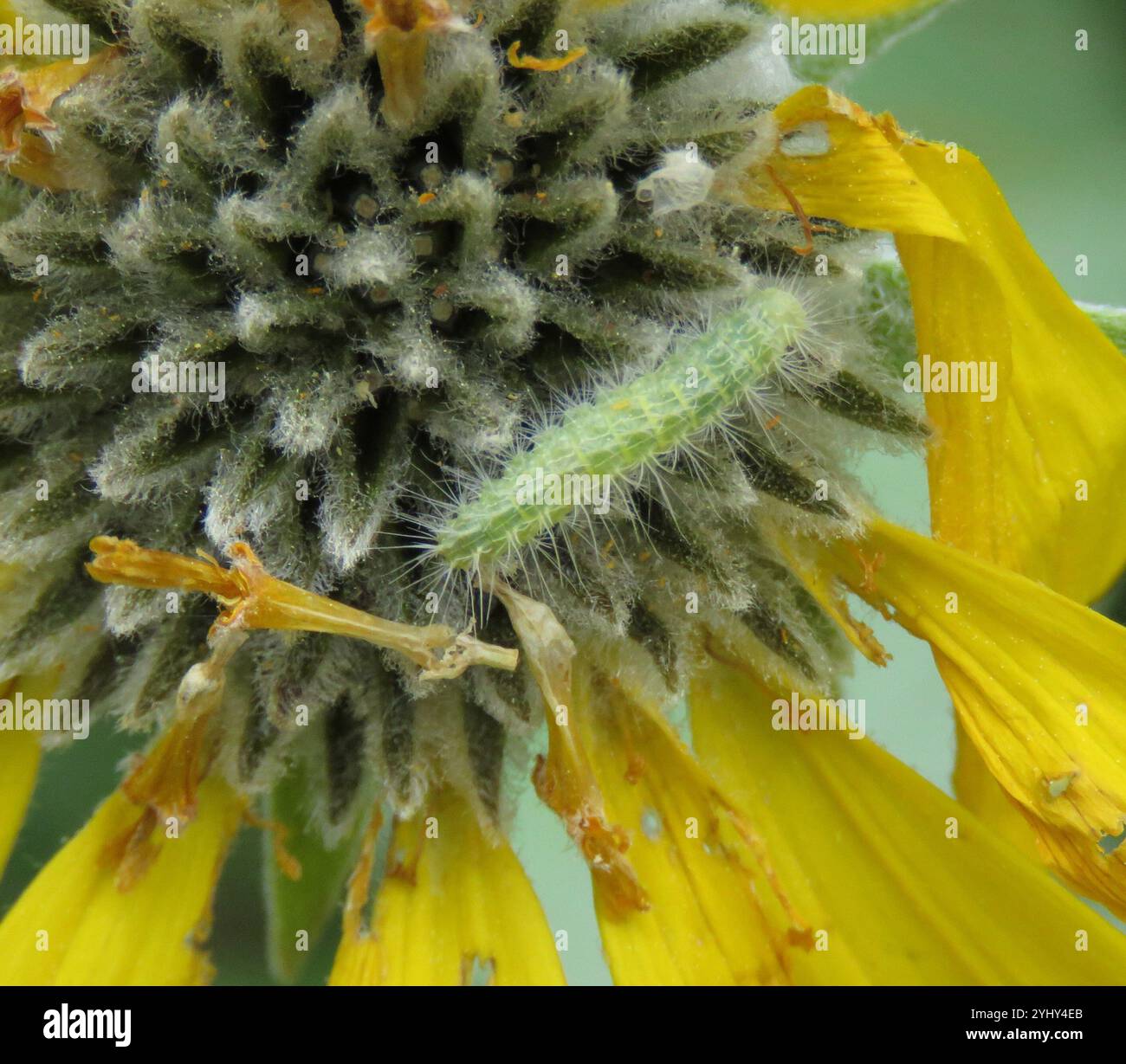 Plume Moths (Pterophoridae Stock Photo - Alamy