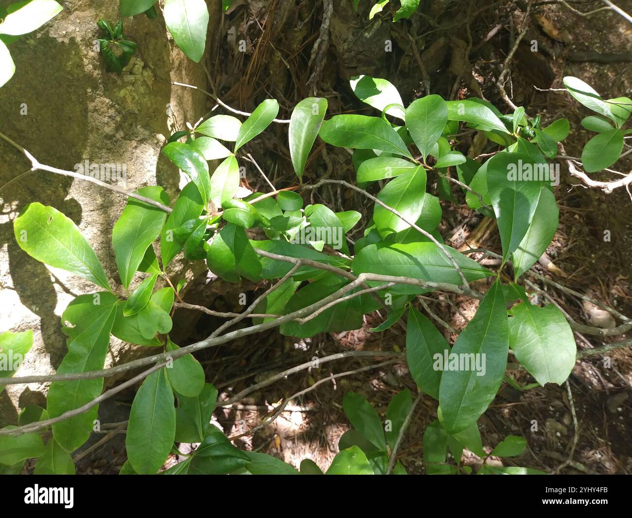 Swamp titi hi-res stock photography and images - Alamy