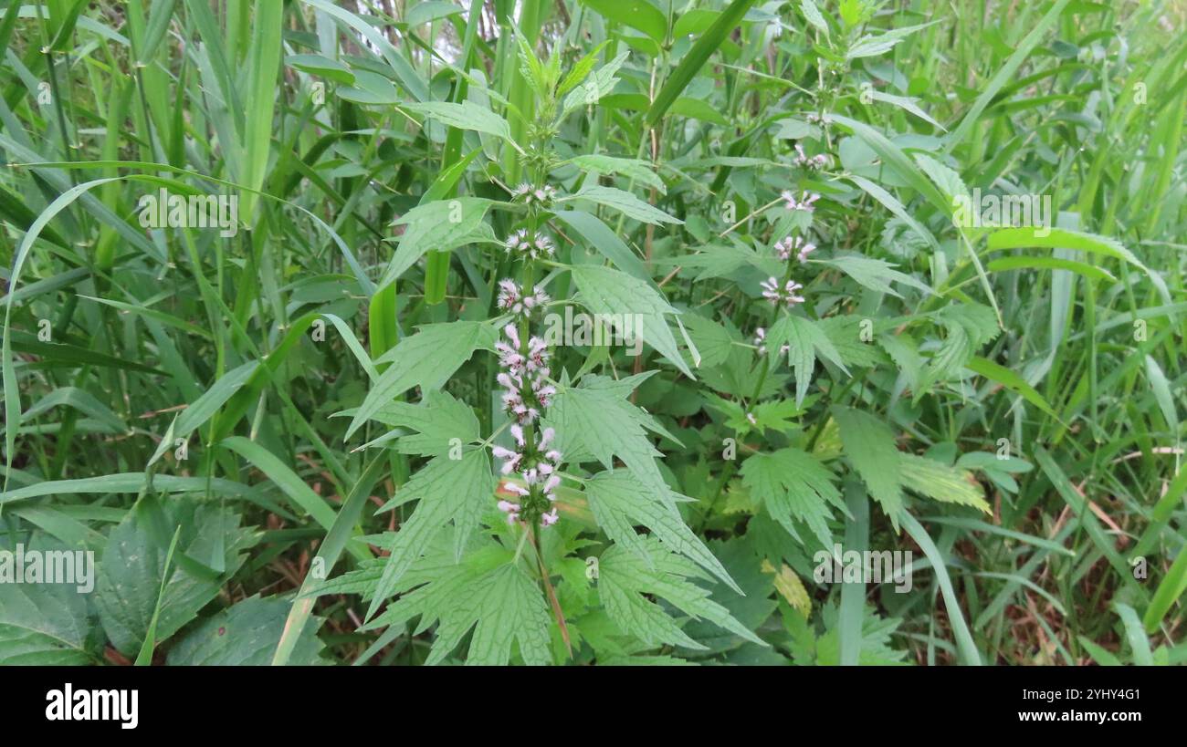common motherwort (Leonurus cardiaca Stock Photo - Alamy