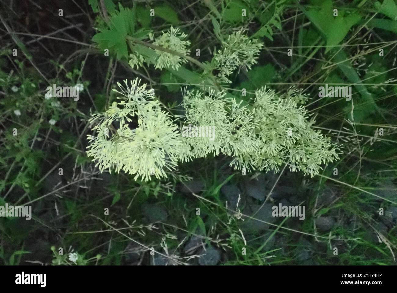 Common Meadow-rue (Thalictrum flavum Stock Photo - Alamy