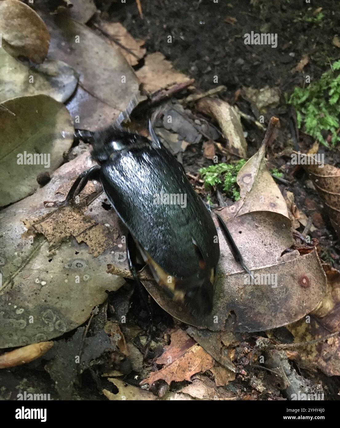 Broad-necked Root Borer (Prionus laticollis Stock Photo - Alamy