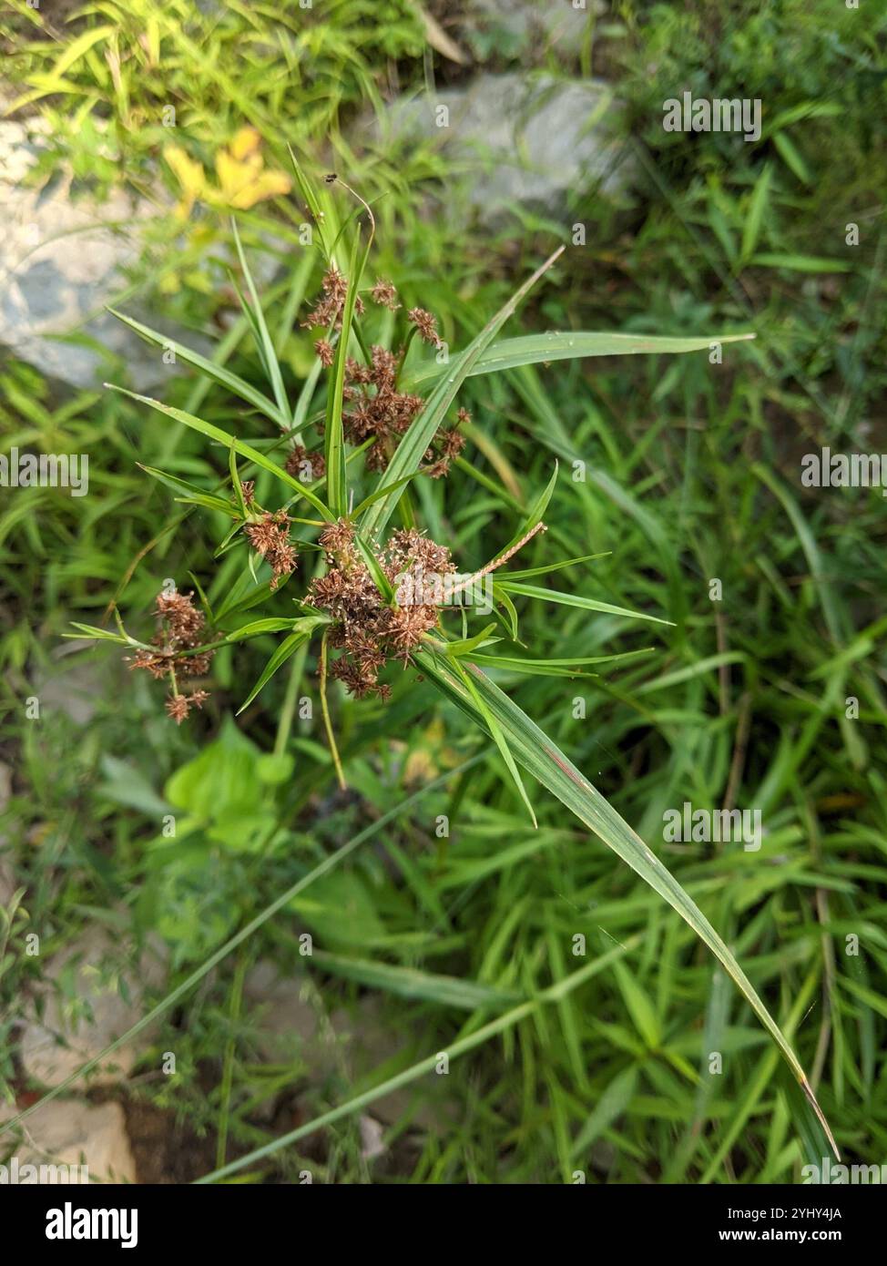 dark green bulrush (Scirpus atrovirens Stock Photo - Alamy