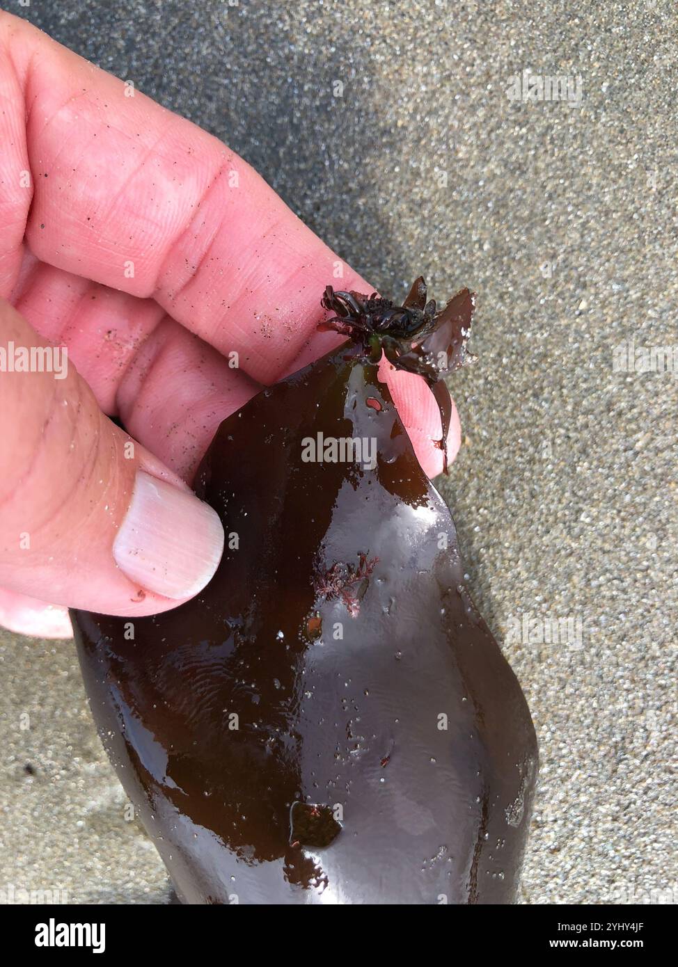 Iridescent Algae (Mazzaella Stock Photo - Alamy