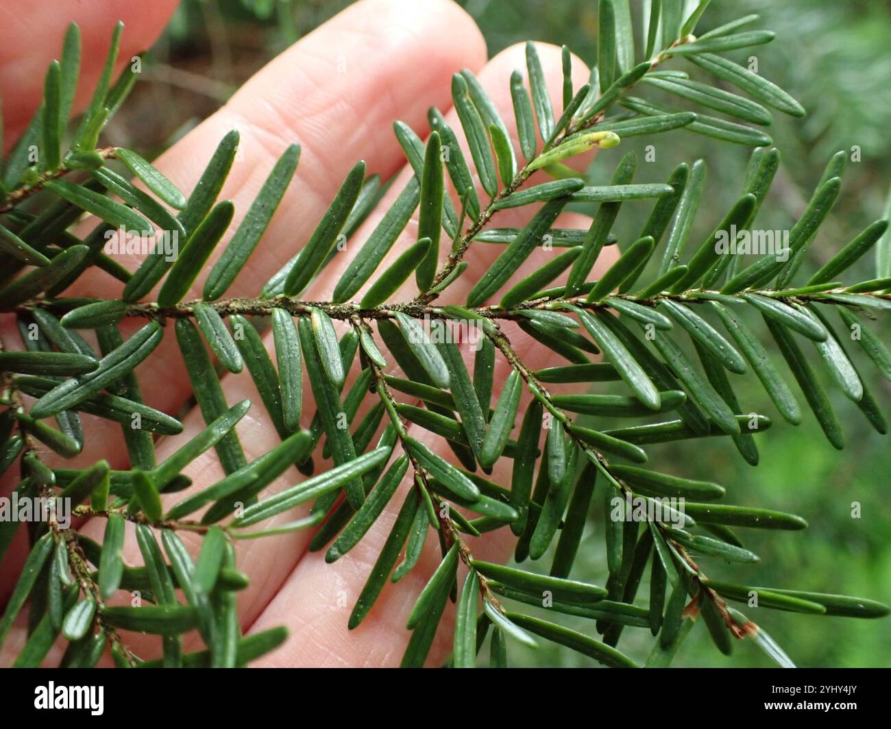 western hemlock (Tsuga heterophylla Stock Photo - Alamy