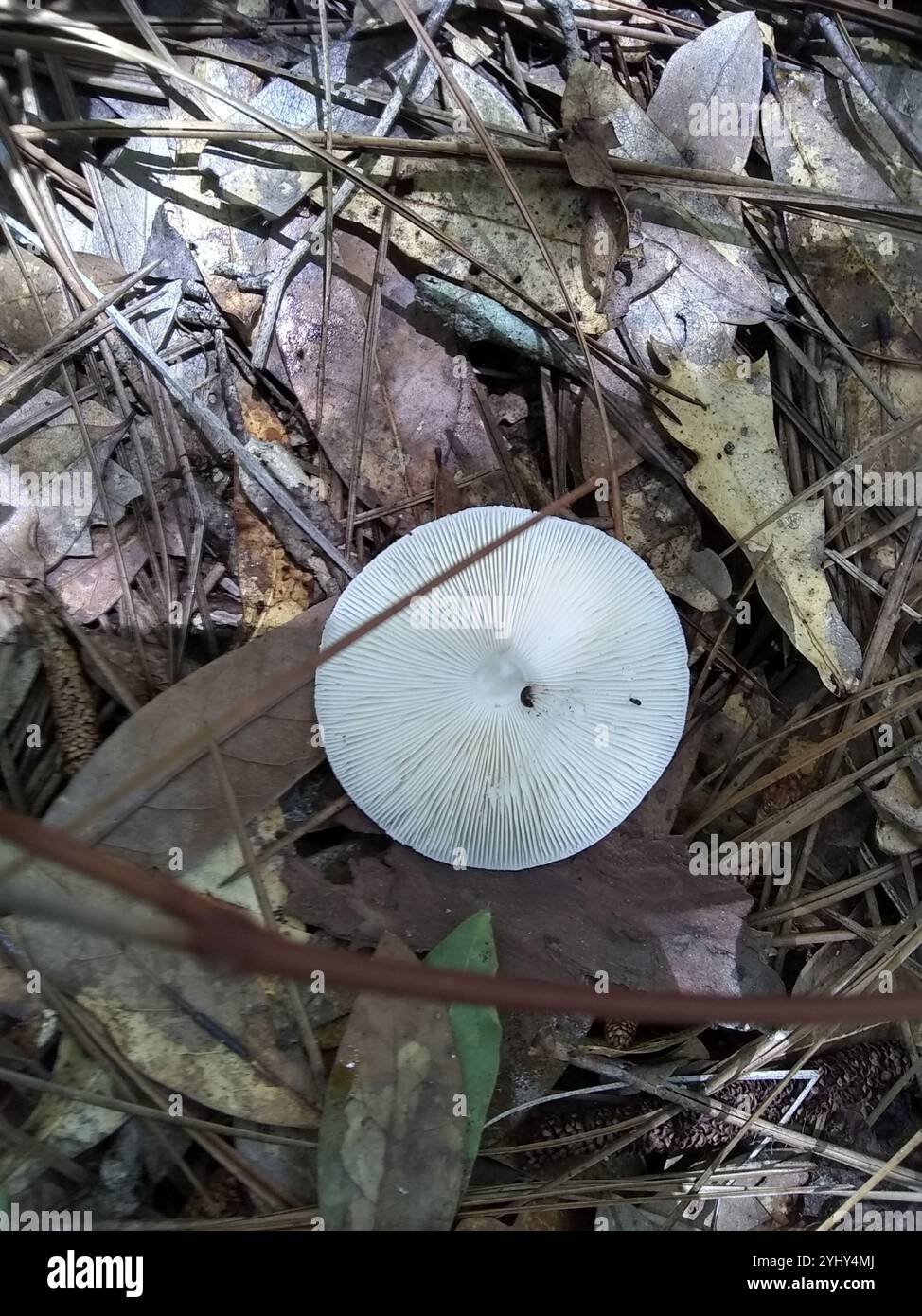Eastern North American Destroying Angel (Amanita bisporigera Stock ...