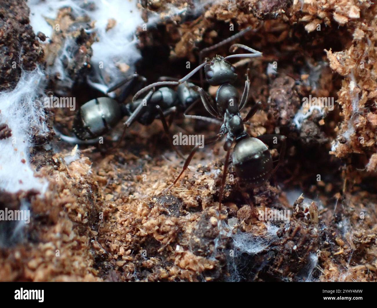 fusca-group Field Ants and Allies (Formica fusca Stock Photo - Alamy