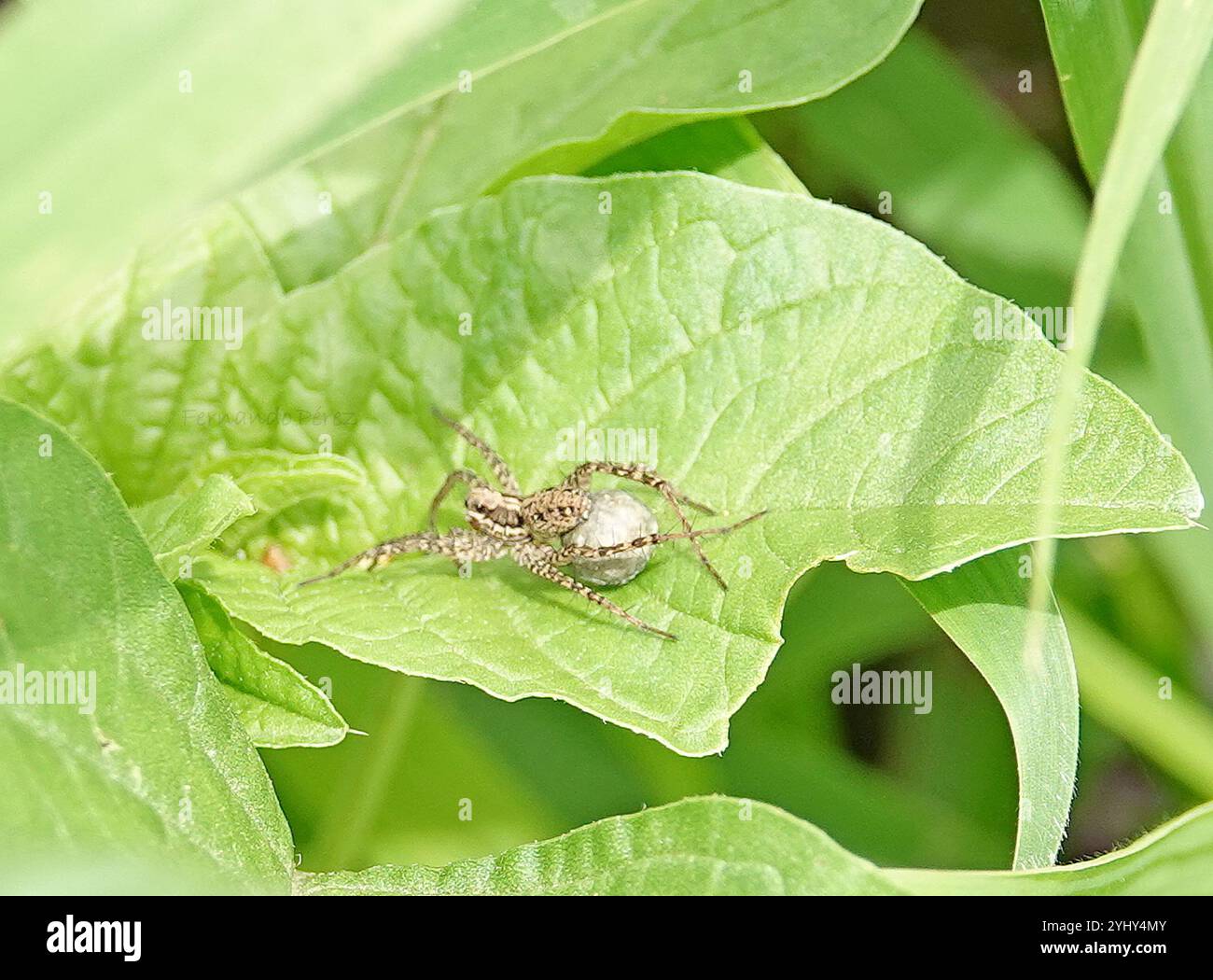 Thin-legged Wolf Spiders (Pardosa Stock Photo - Alamy