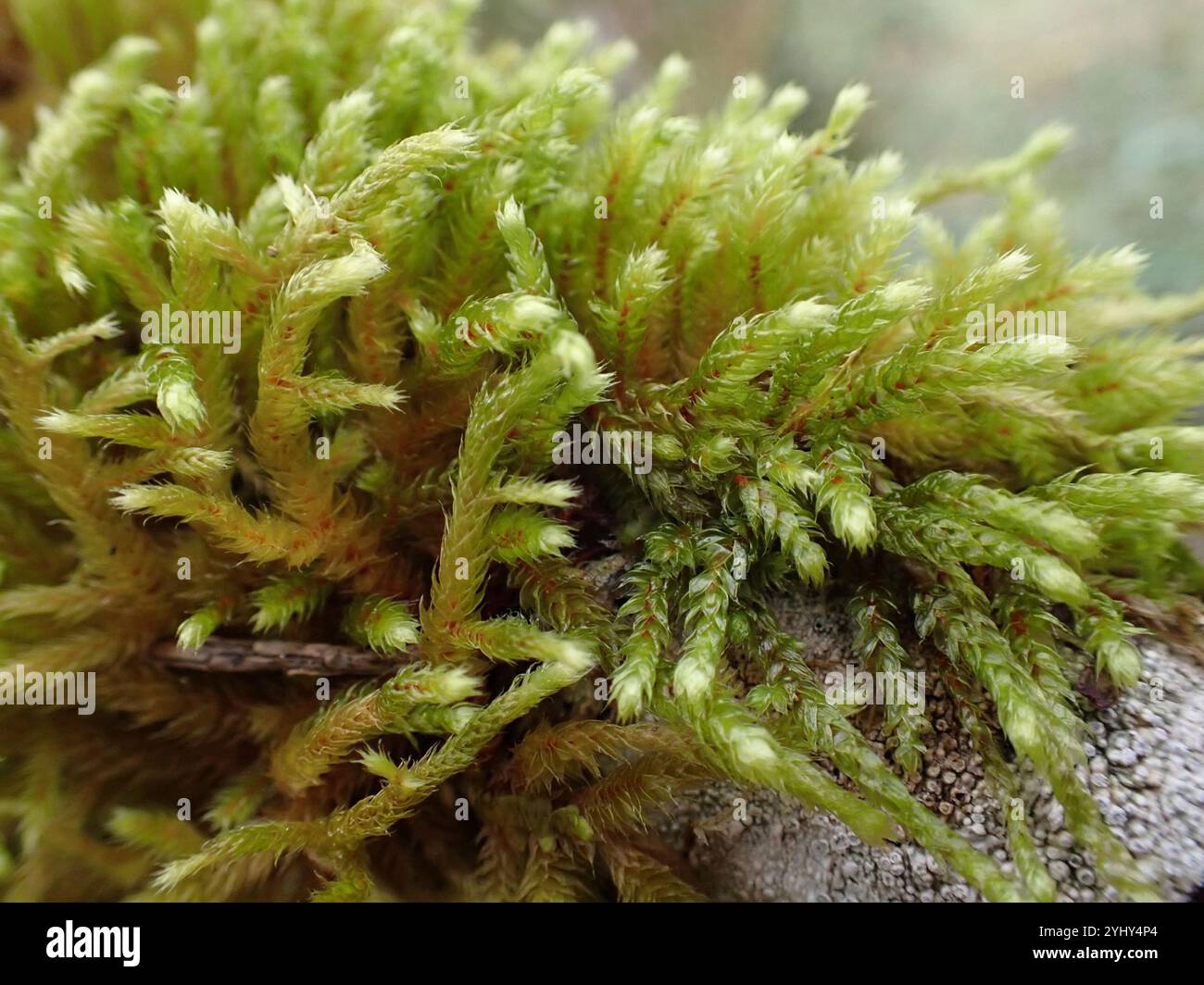 Pendulous Wing-moss (Antitrichia curtipendula Stock Photo - Alamy