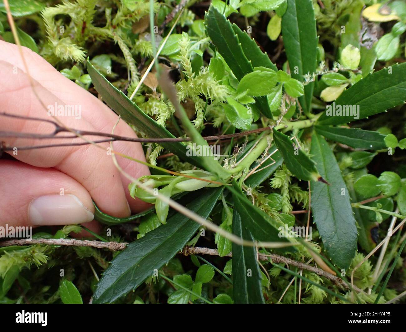 pipsissewa (Chimaphila umbellata Stock Photo - Alamy