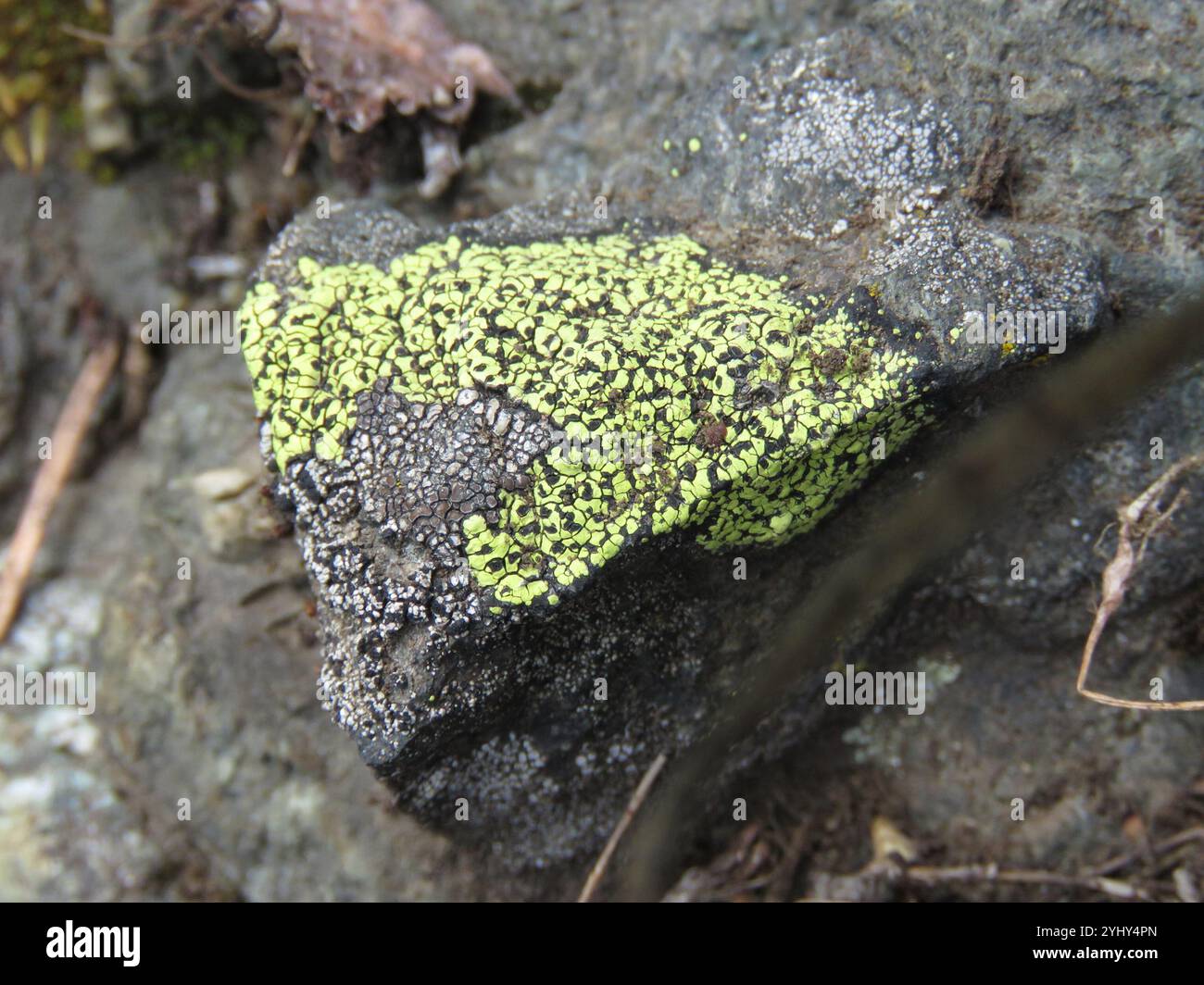 yellow map lichen (Rhizocarpon geographicum Stock Photo - Alamy