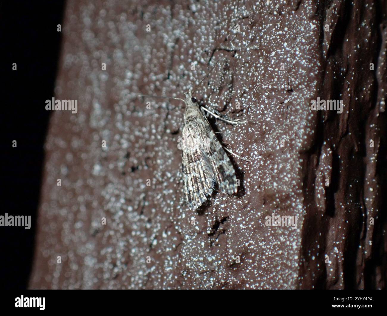Montana Six-plume Moth (Alucita montana Stock Photo - Alamy