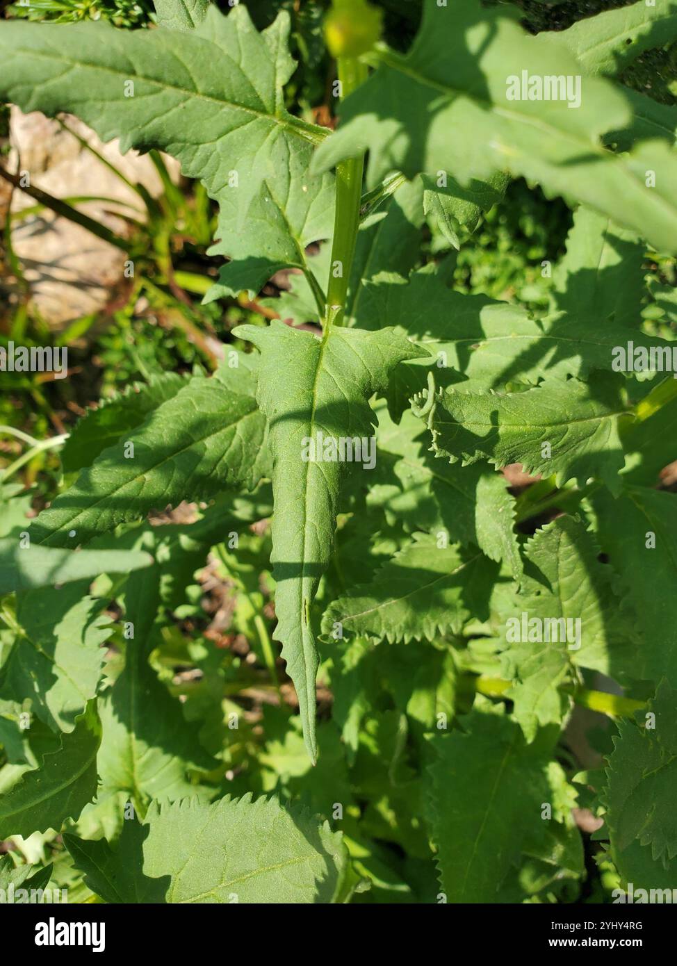 Arrowleaf Senecio (Senecio triangularis Stock Photo - Alamy