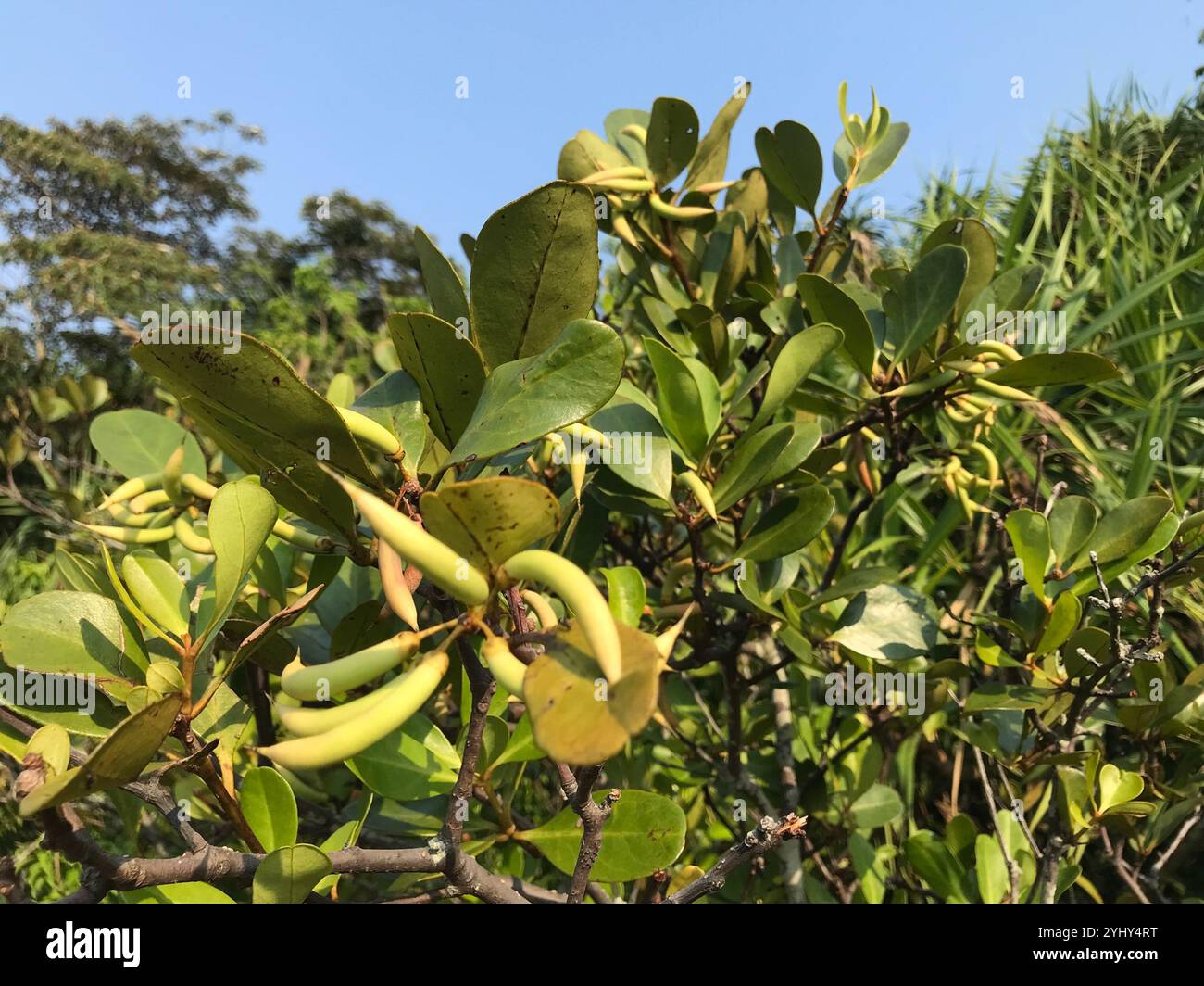 river mangrove (Aegiceras corniculatum Stock Photo - Alamy