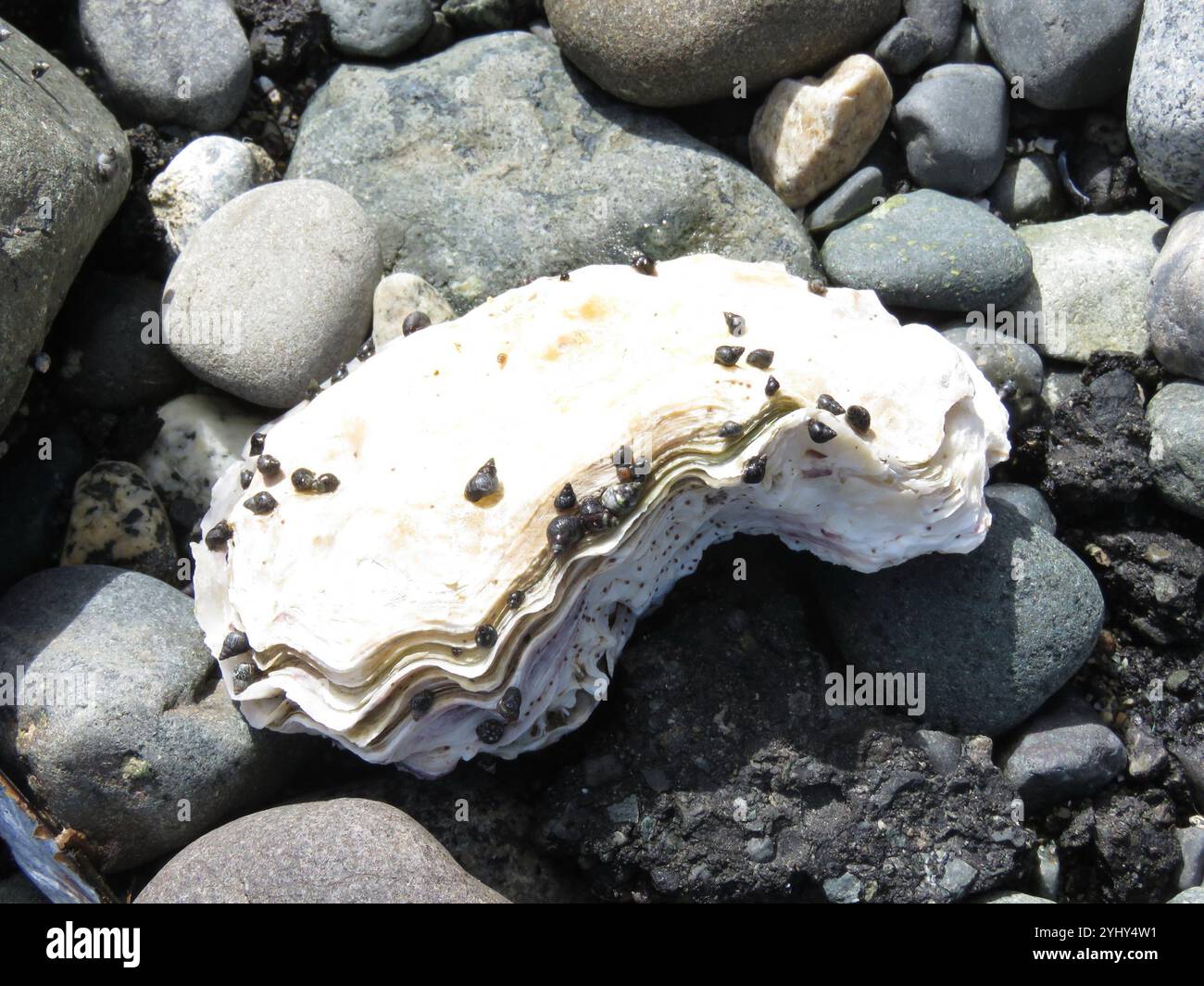 Pacific Oyster (Magallana gigas Stock Photo - Alamy