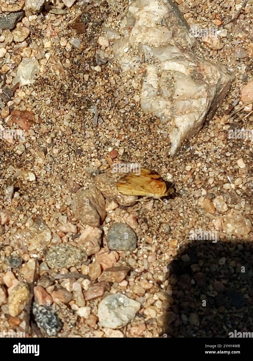 Northern Crescent (Phyciodes cocyta Stock Photo - Alamy