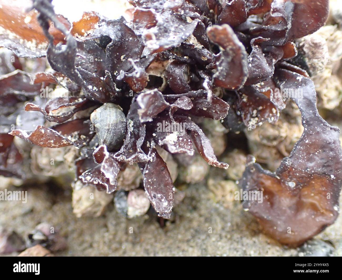 encrusting red algae (Mastocarpus Stock Photo - Alamy