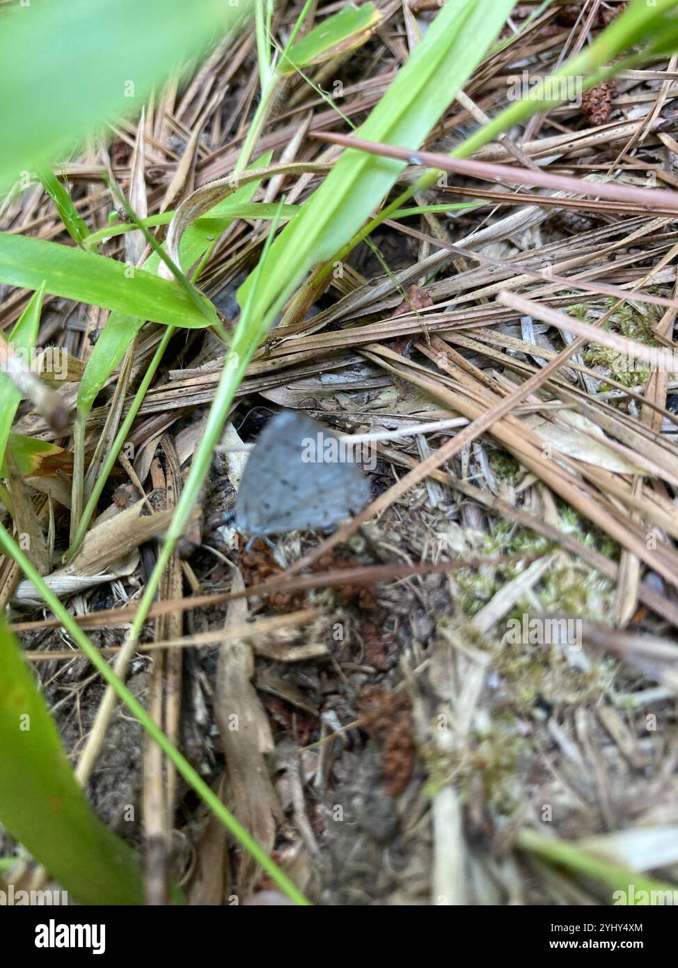Summer Azure (Celastrina neglecta Stock Photo - Alamy