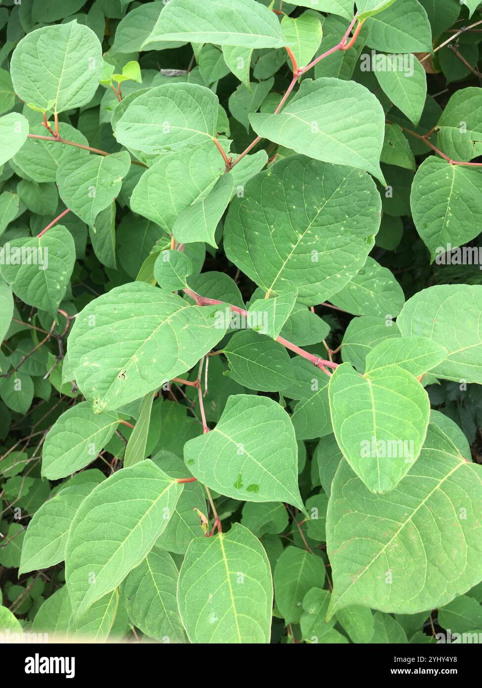 Japanese knotweed (Reynoutria japonica Stock Photo - Alamy