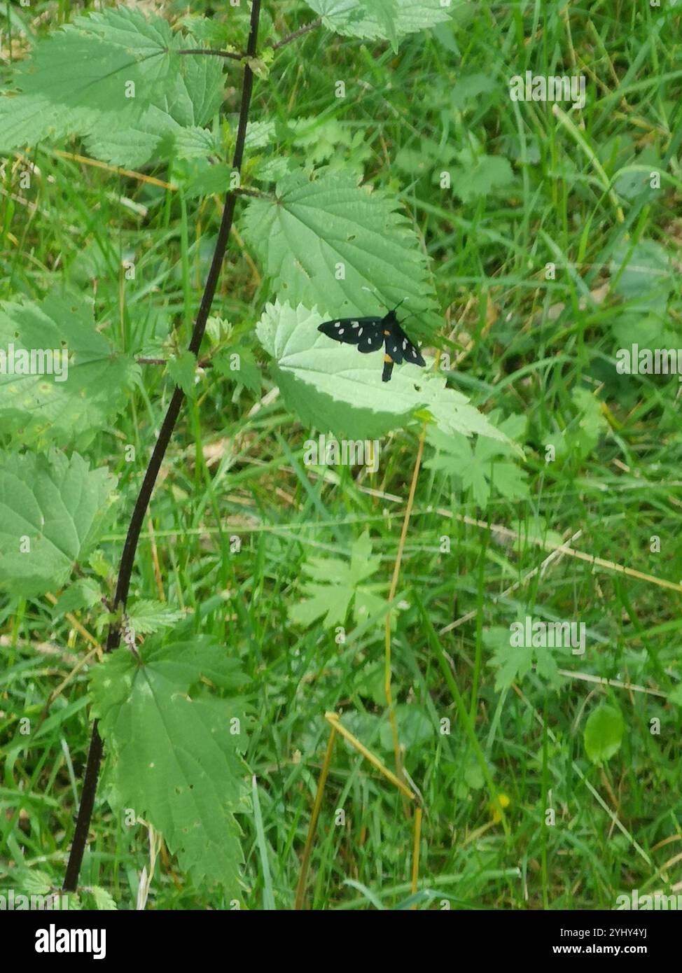 Nine-spotted Moth (Amata phegea Stock Photo - Alamy