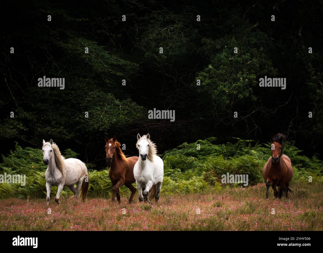 Four horses are racing panorama. Beautiful horses Stock Photo - Alamy