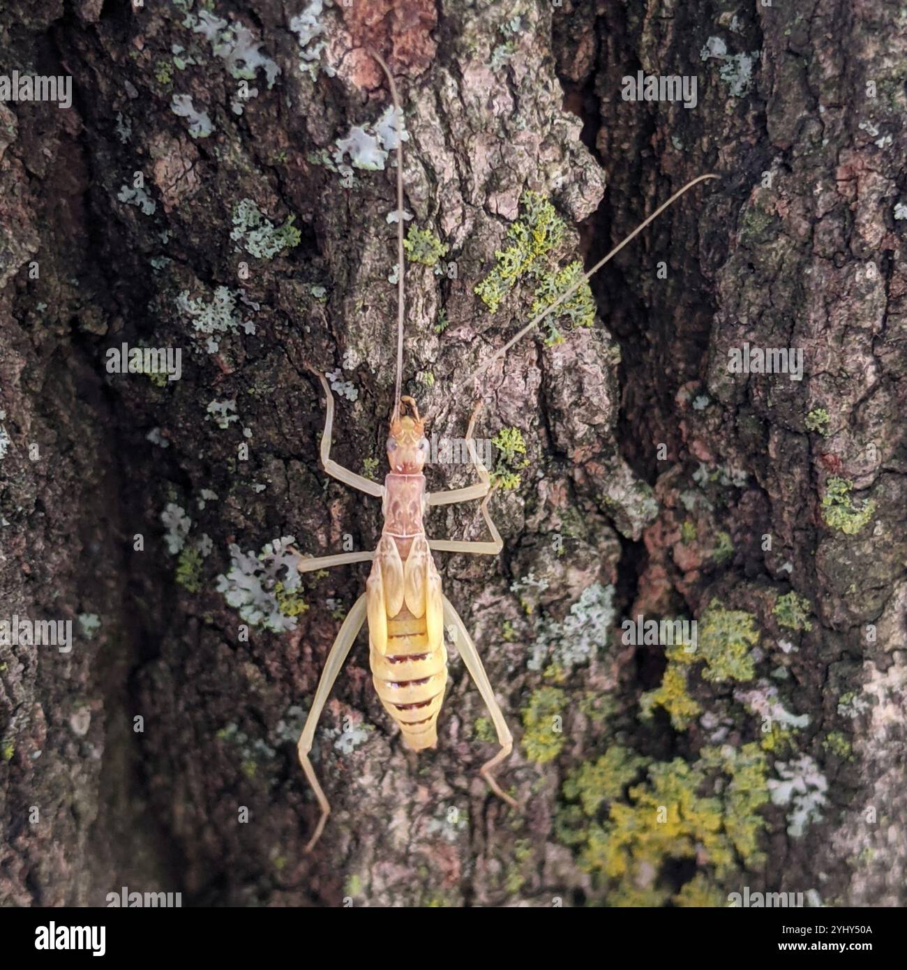 Two-spotted Tree Cricket (Neoxabea bipunctata Stock Photo - Alamy
