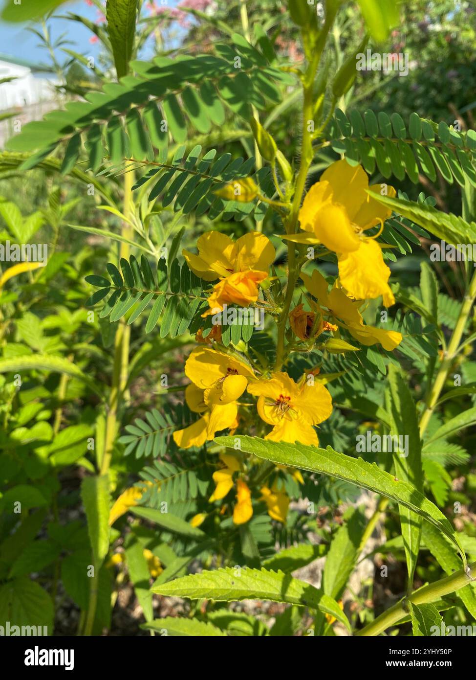 partridge pea (Chamaecrista fasciculata Stock Photo - Alamy