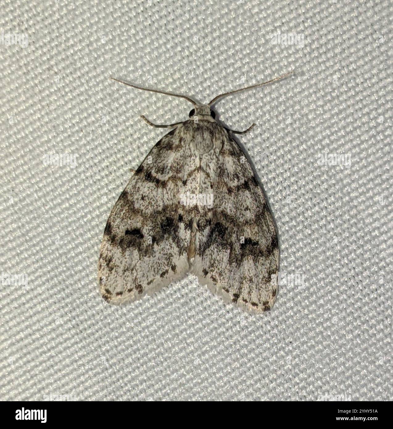 Little Shaded Lichen Moth (Clemensia umbrata Stock Photo - Alamy