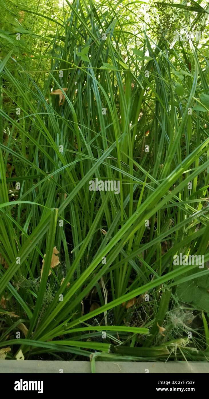 Panicled Bulrush (Scirpus microcarpus Stock Photo - Alamy