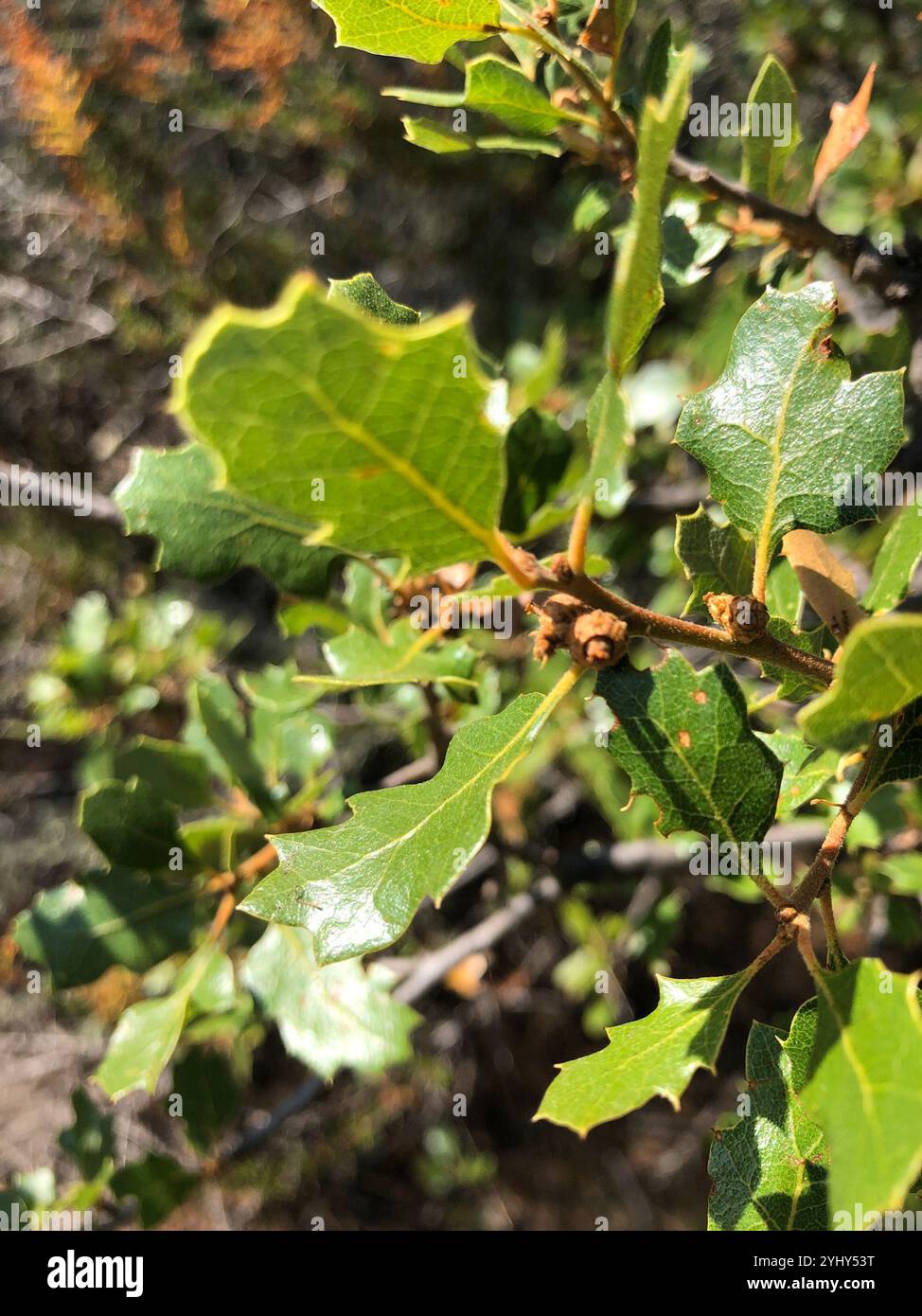 California scrub oak (Quercus berberidifolia Stock Photo - Alamy