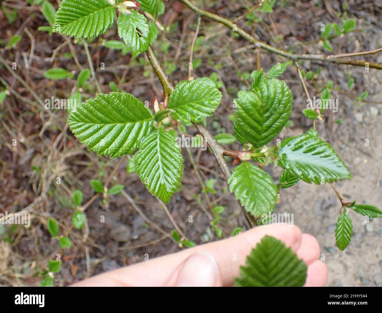 Red Alder (Alnus rubra Stock Photo - Alamy